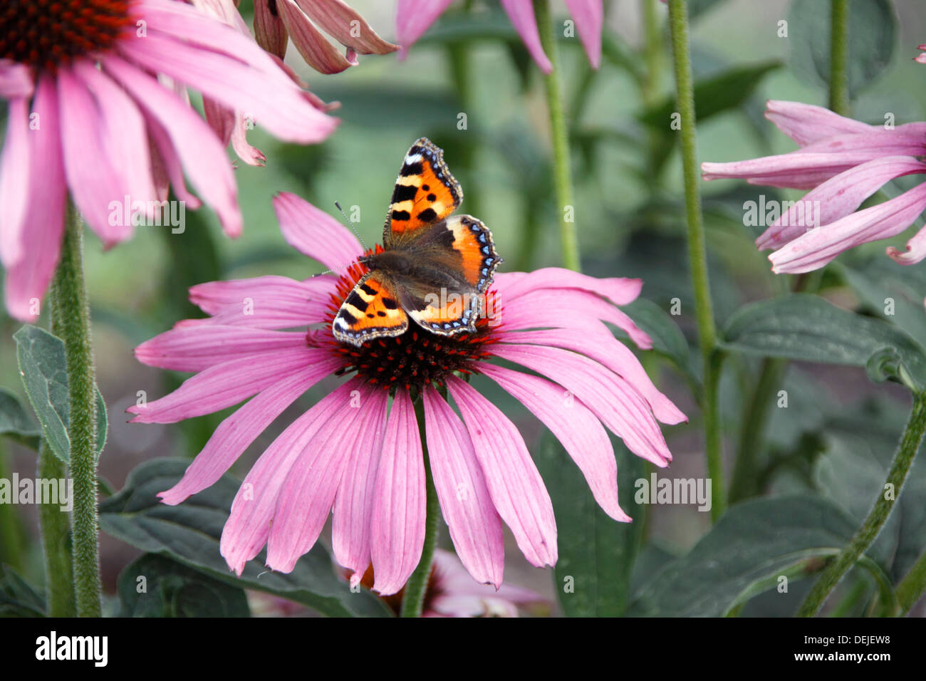 Small Tortoiseshell Butterfly (Aglais urticae Stock Photo - Alamy