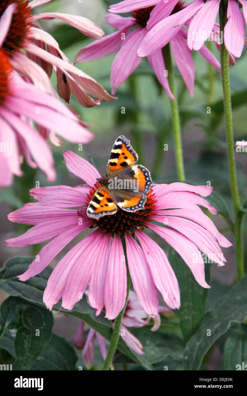 Small Tortoiseshell Butterfly (Aglais urticae Stock Photo - Alamy