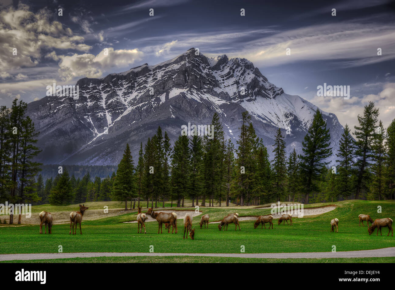 Elk grazing on golf course in Banff National Park, Alberta, Canada with ...