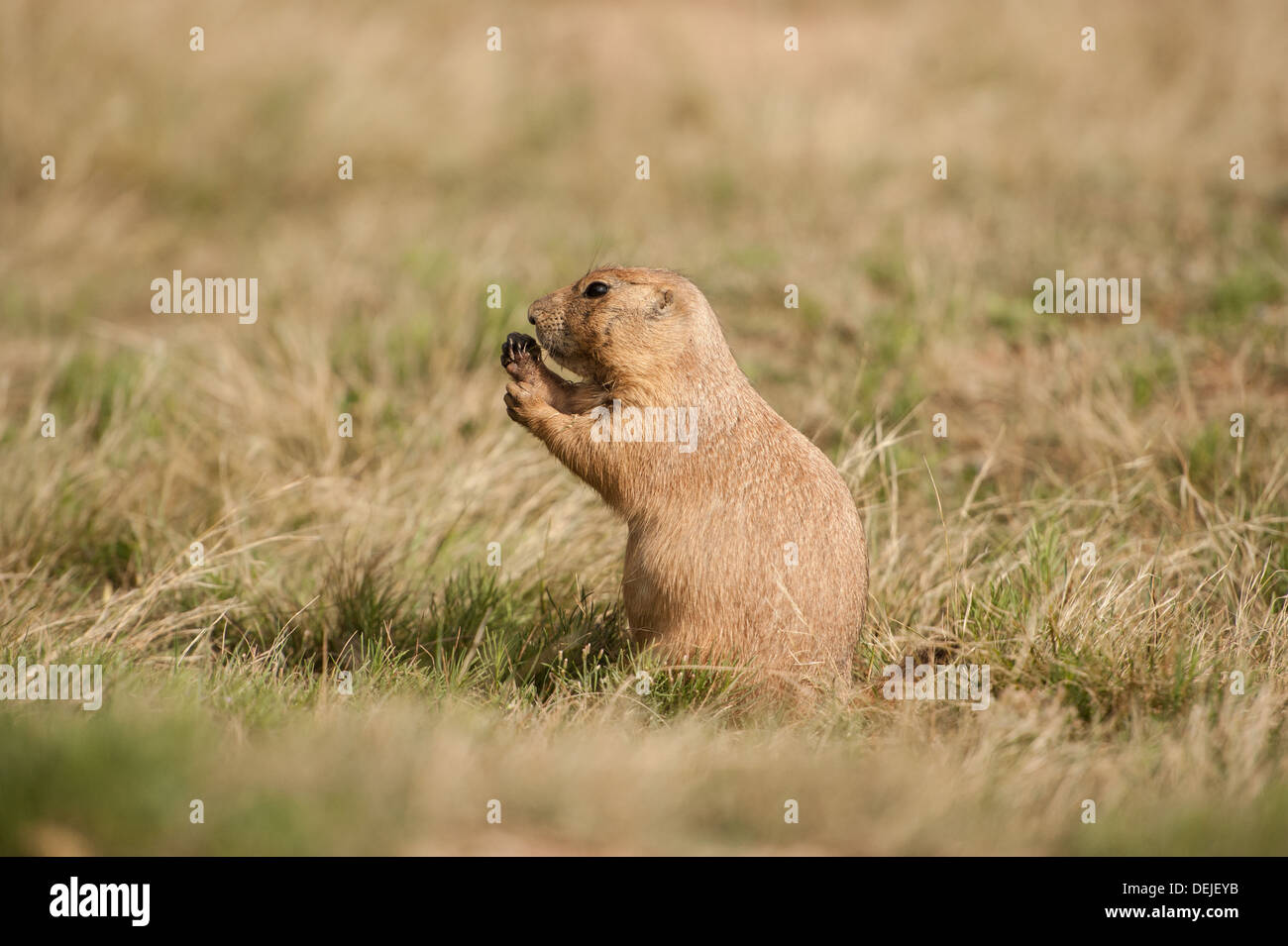 Photograph of a white-tailed prairie dog in its natural habitat of the ...