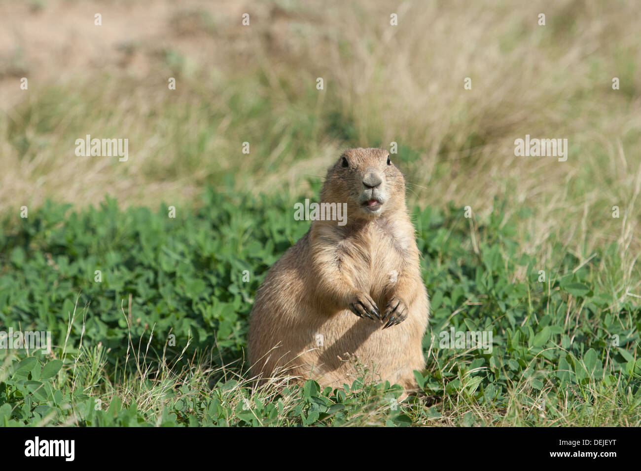 Photograph of a white-tailed prairie dog in its natural habitat of the ...