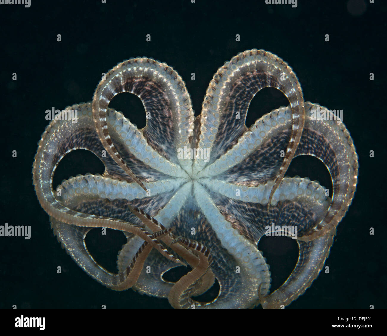 Underside of mimic octopus imaged in the radial view while swimming ...