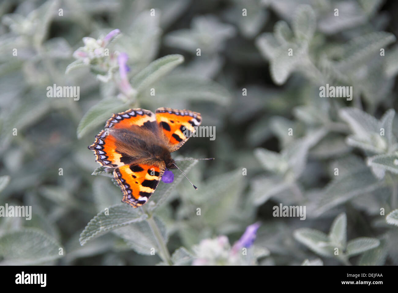 Small Tortoiseshell Butterfly (Aglais urticae Stock Photo - Alamy