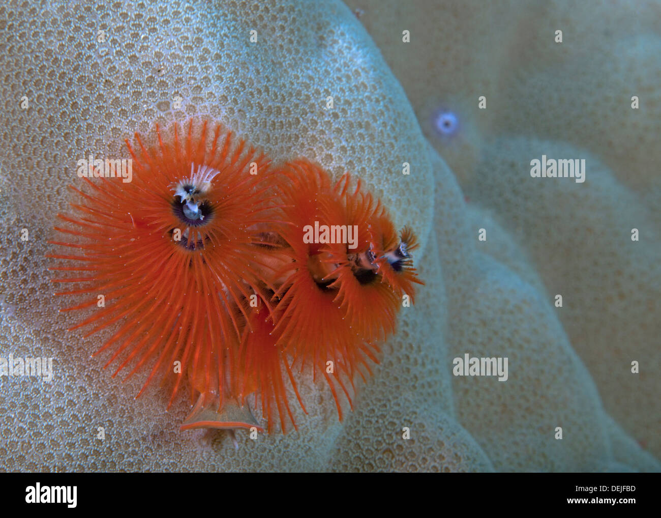 Bright orange Christmas tree worm on bleached hard coral. Bonaire ...