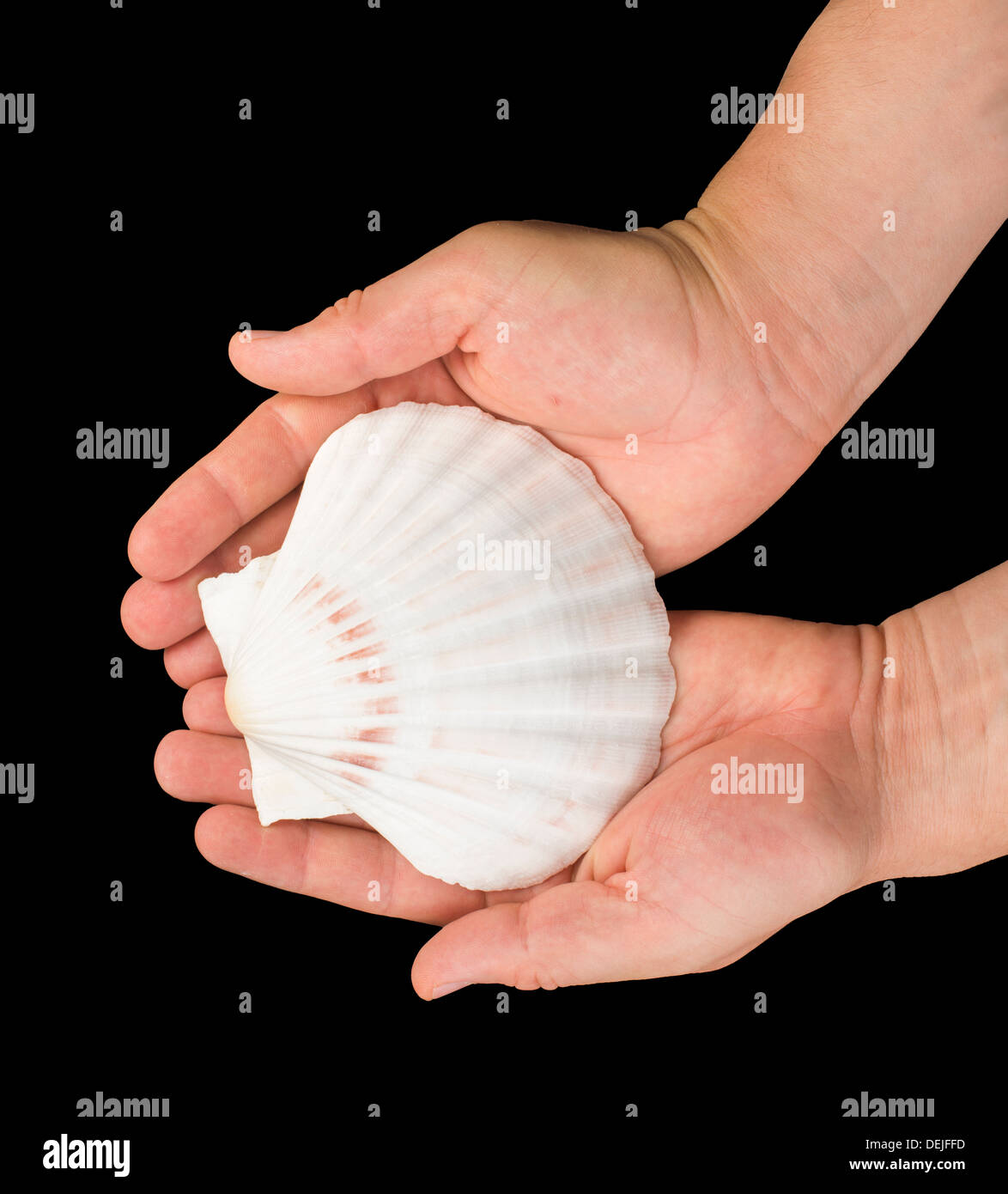 Scallop shell. Black isolated. Hand holding shell Stock Photo - Alamy