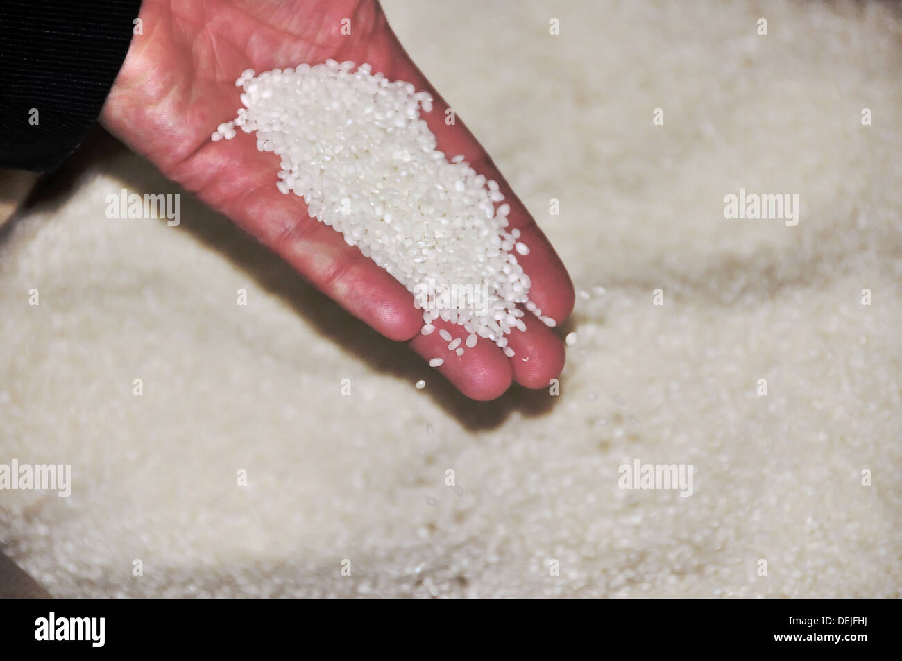 Grains of rice being sifted and prepared for the production of Japanese ...