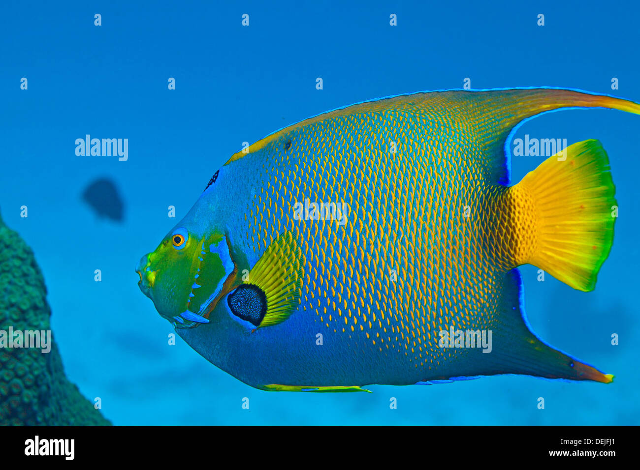 Queen angelfish in profile with blue water background Stock Photo - Alamy