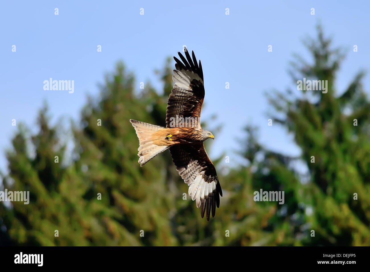 Adult Red-tailed hawk in flight with open wings Stock Photo - Alamy
