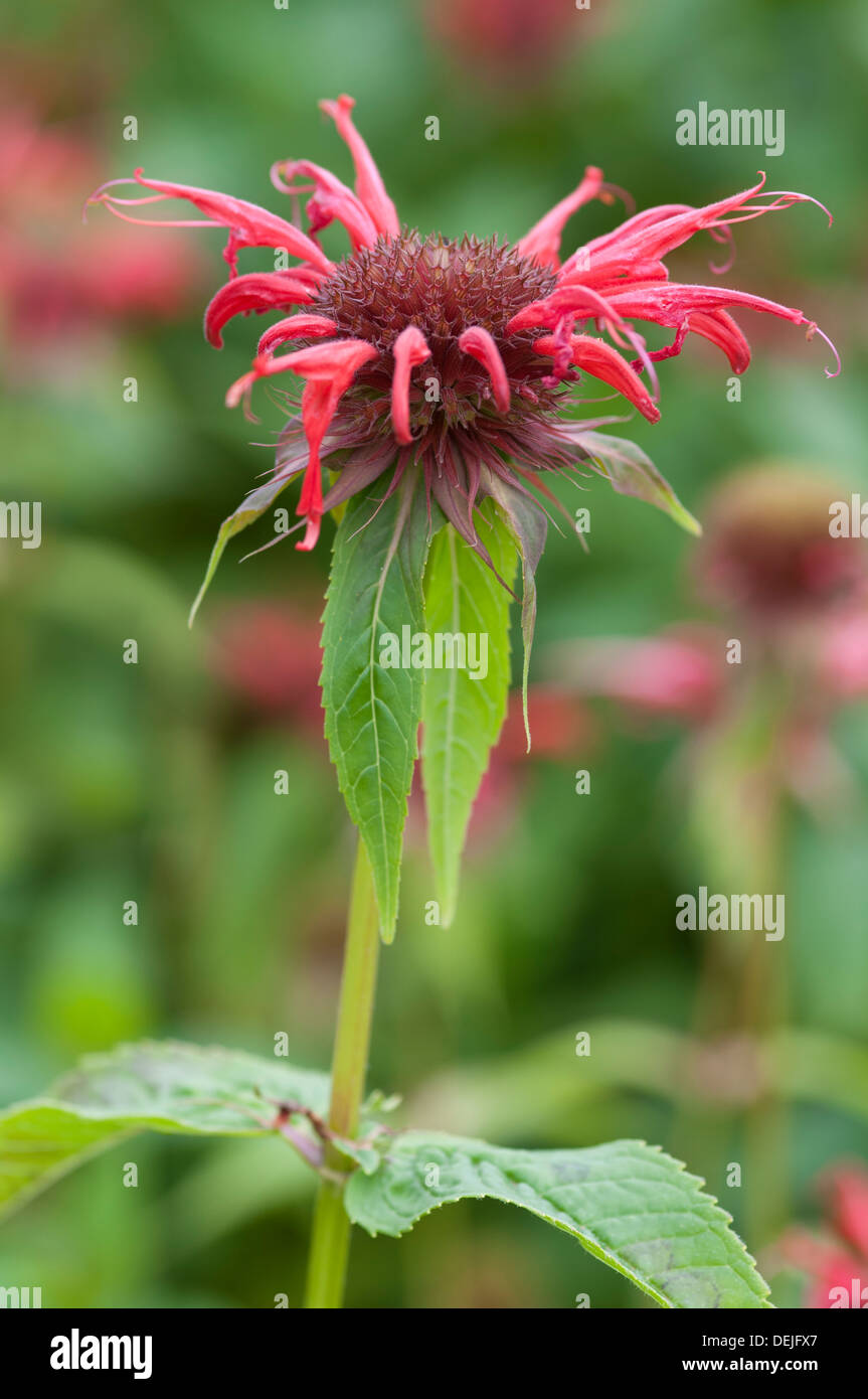 Monarda hi-res stock photography and images - Alamy