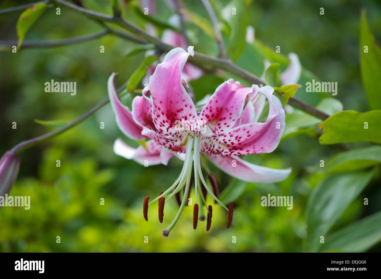 LILIUM SPECIOSUM VAR RUBRUM Stock Photo - Alamy