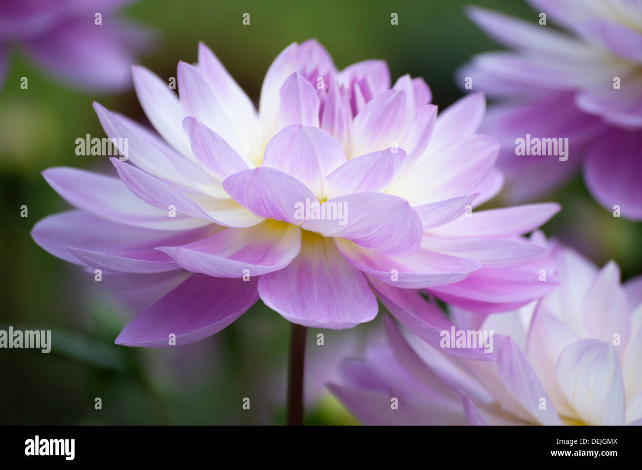DAHLIA SANDY MELODY Stock Photo - Alamy