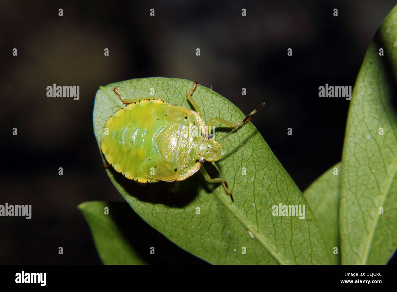 Green stink bug hi-res stock photography and images - Alamy