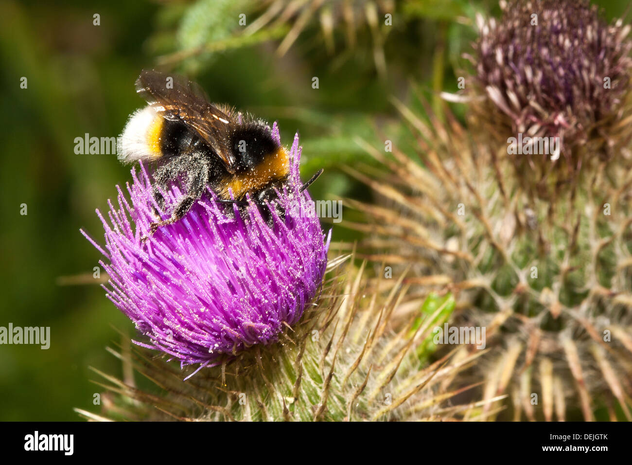 White tipped bumblebee hi-res stock photography and images - Alamy