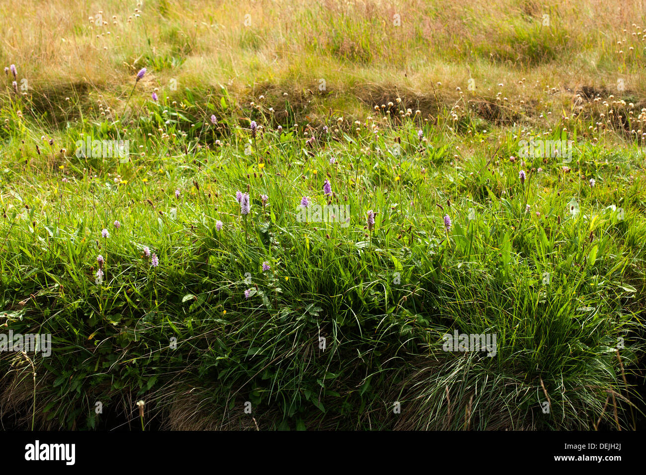 Common spotted marsh orchid hi-res stock photography and images - Alamy