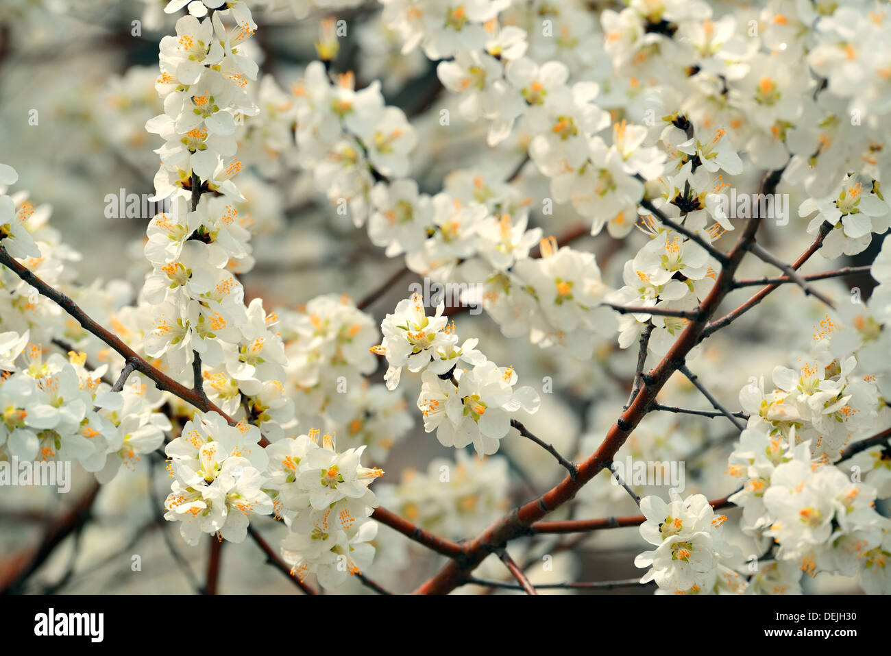 Beihai Park cherry blossom background in Beijing Stock Photo - Alamy