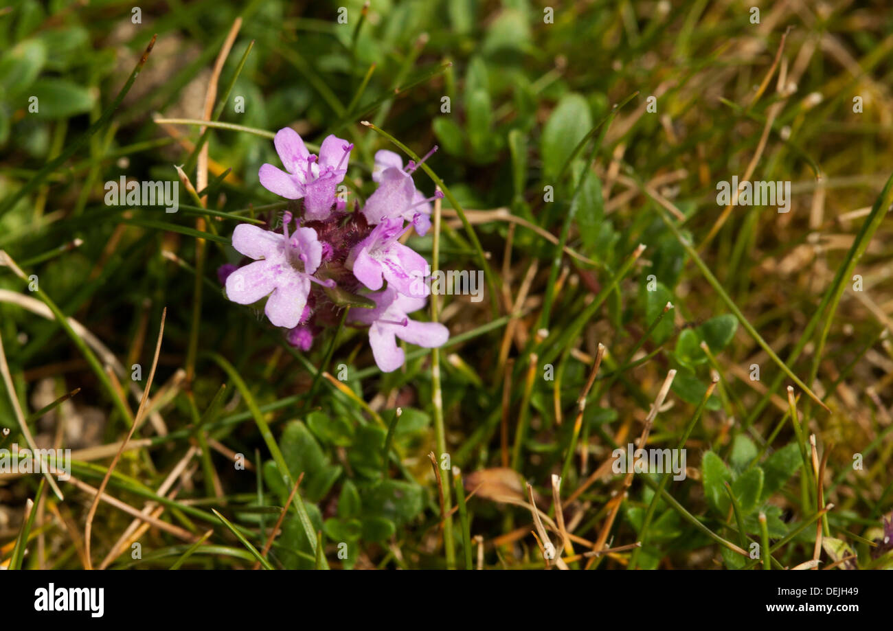 Wild Thyme Thymus polytrichus Stock Photo - Alamy