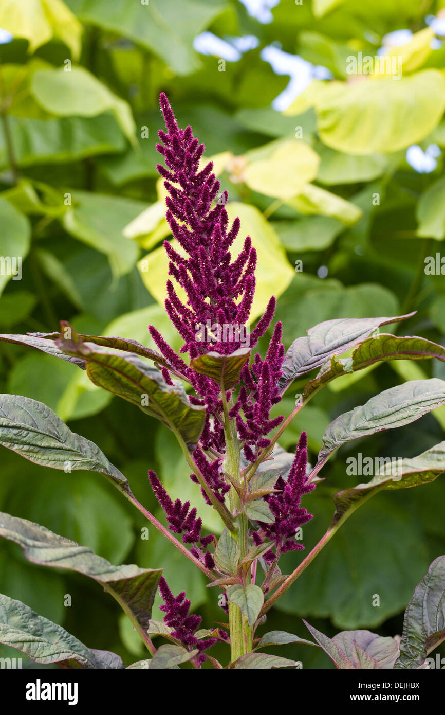 Amaranthus 'Autumn Palette' growing in the flower border Stock Photo ...