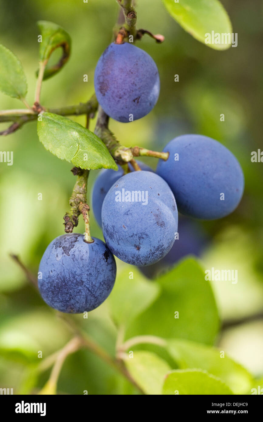 Damson tree hi-res stock photography and images - Alamy