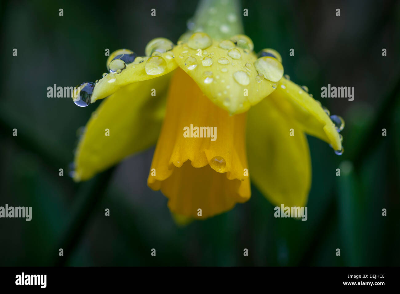 Rain soaked flower hi-res stock photography and images - Alamy