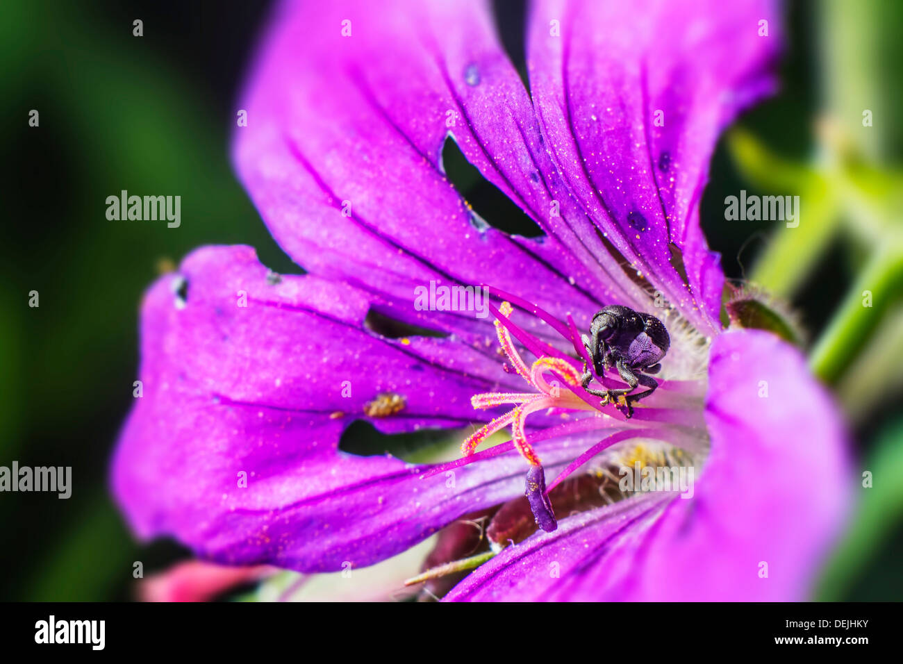 Tiny bug on the flower Stock Photo - Alamy