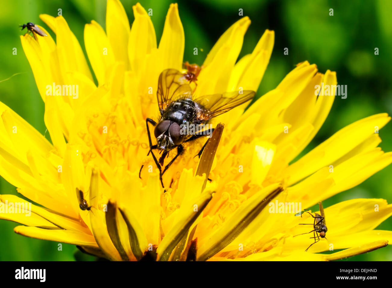 Portrait of a garden fly Stock Photo - Alamy