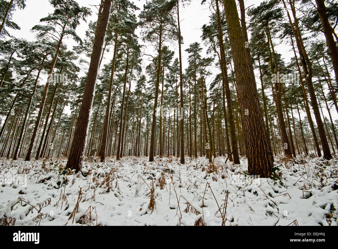 Snow scene in woods with pine Trees Stock Photo - Alamy
