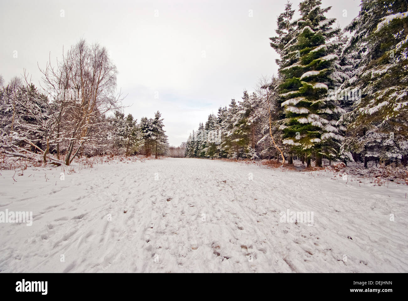 Snow scene in woods Harlestone Firs Northamptonshire UK Stock Photo - Alamy