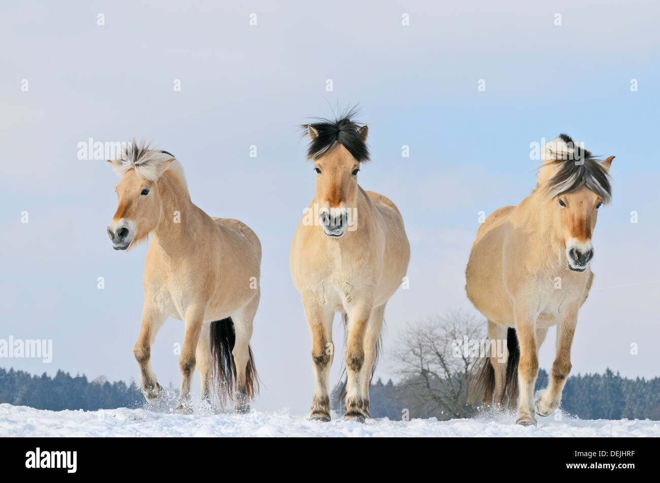 Norwegian Fjord Horse Wallpaper