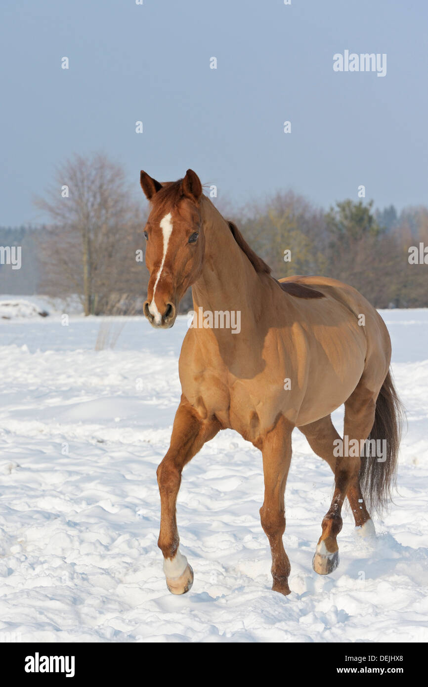 Trakehner Horse