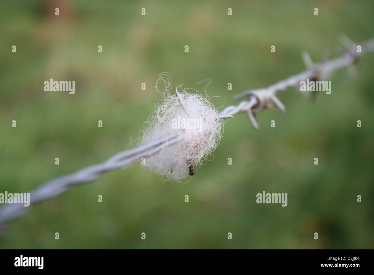 Snagged wool on barbed wire Stock Photo - Alamy