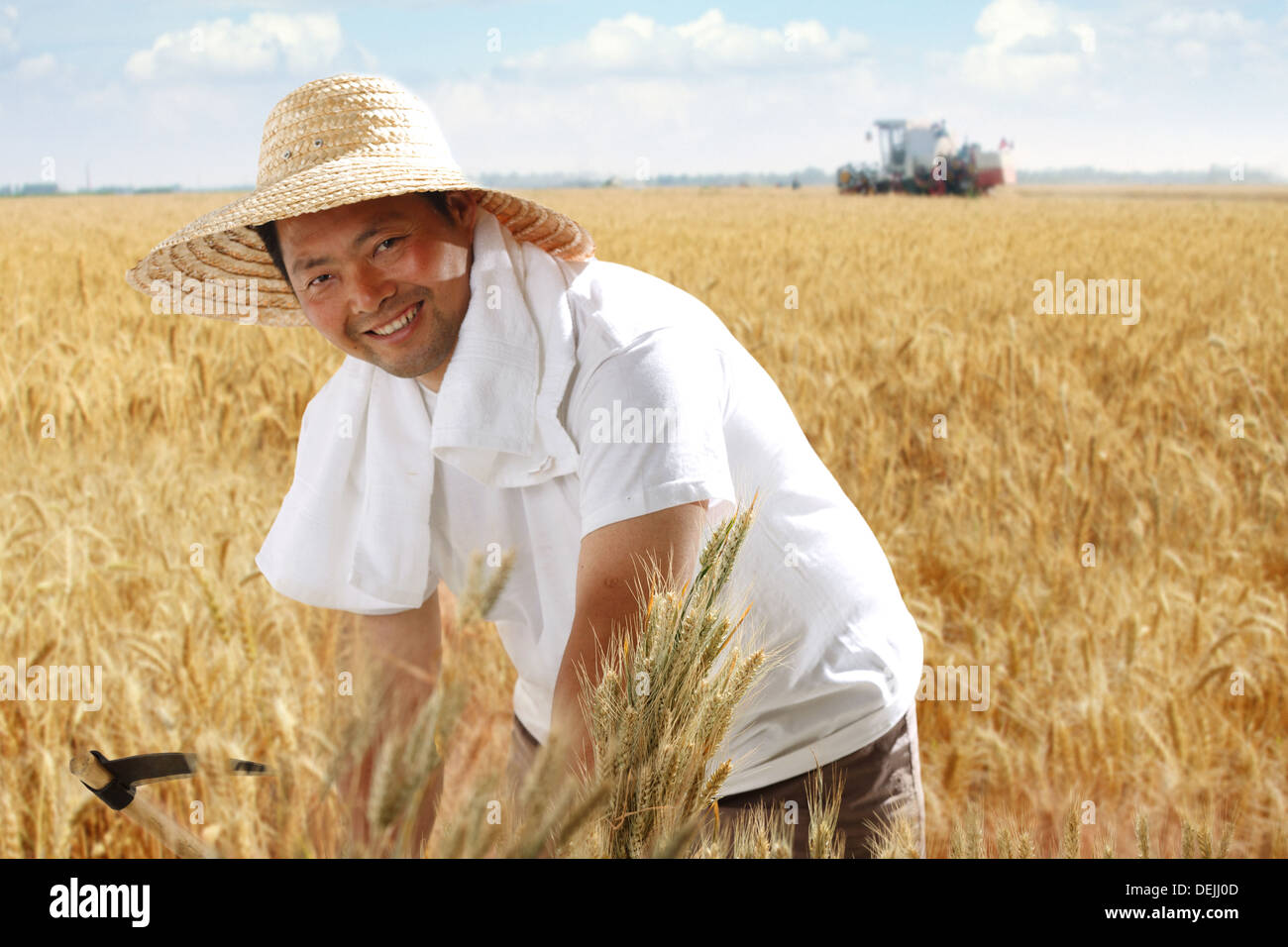 Farmer harvest wheat with sickle Stock Photo - Alamy