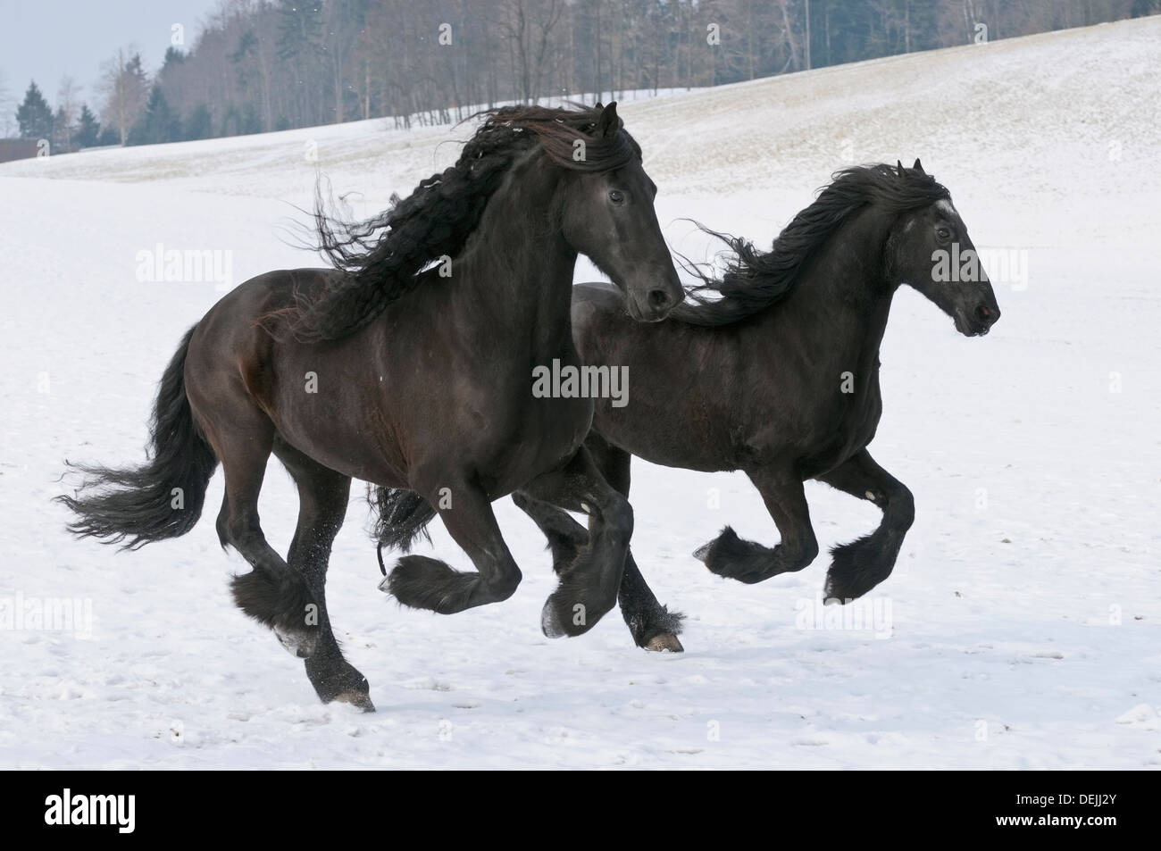 Friesian horse galloping snow hi-res stock photography and images - Alamy