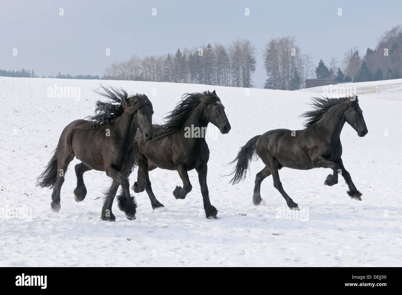 Friesian horse galloping snow hi-res stock photography and images - Alamy