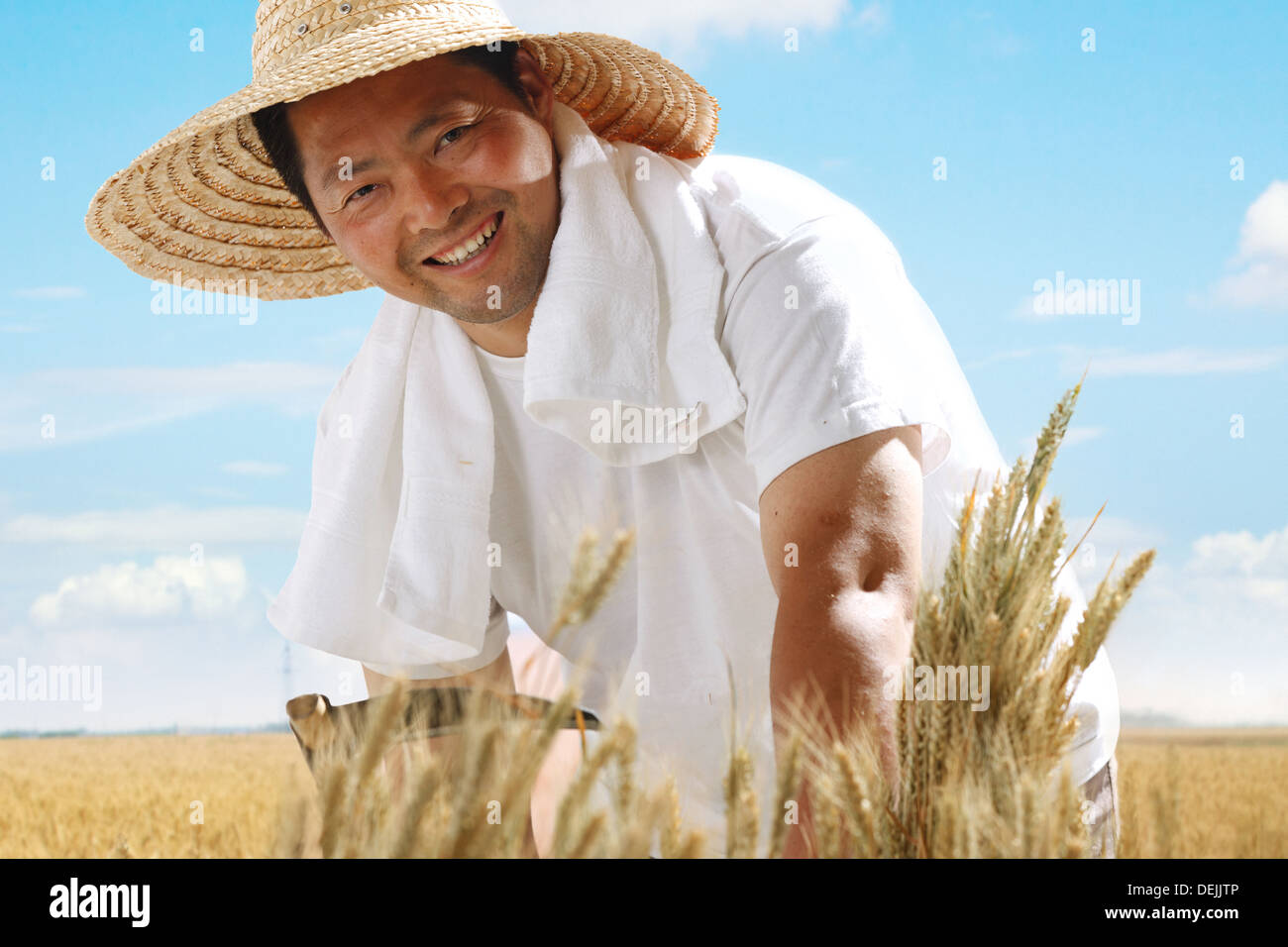Farmer harvest wheat with sickle Stock Photo - Alamy
