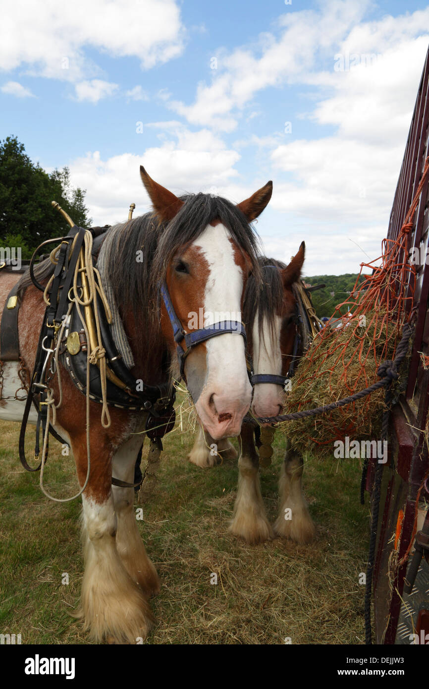 Shire horses uk hi-res stock photography and images - Alamy