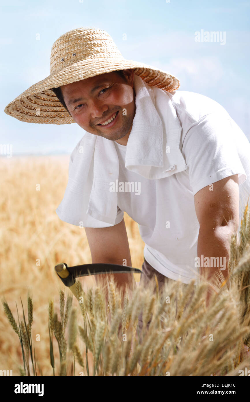 Farmer harvest wheat with sickle Stock Photo - Alamy