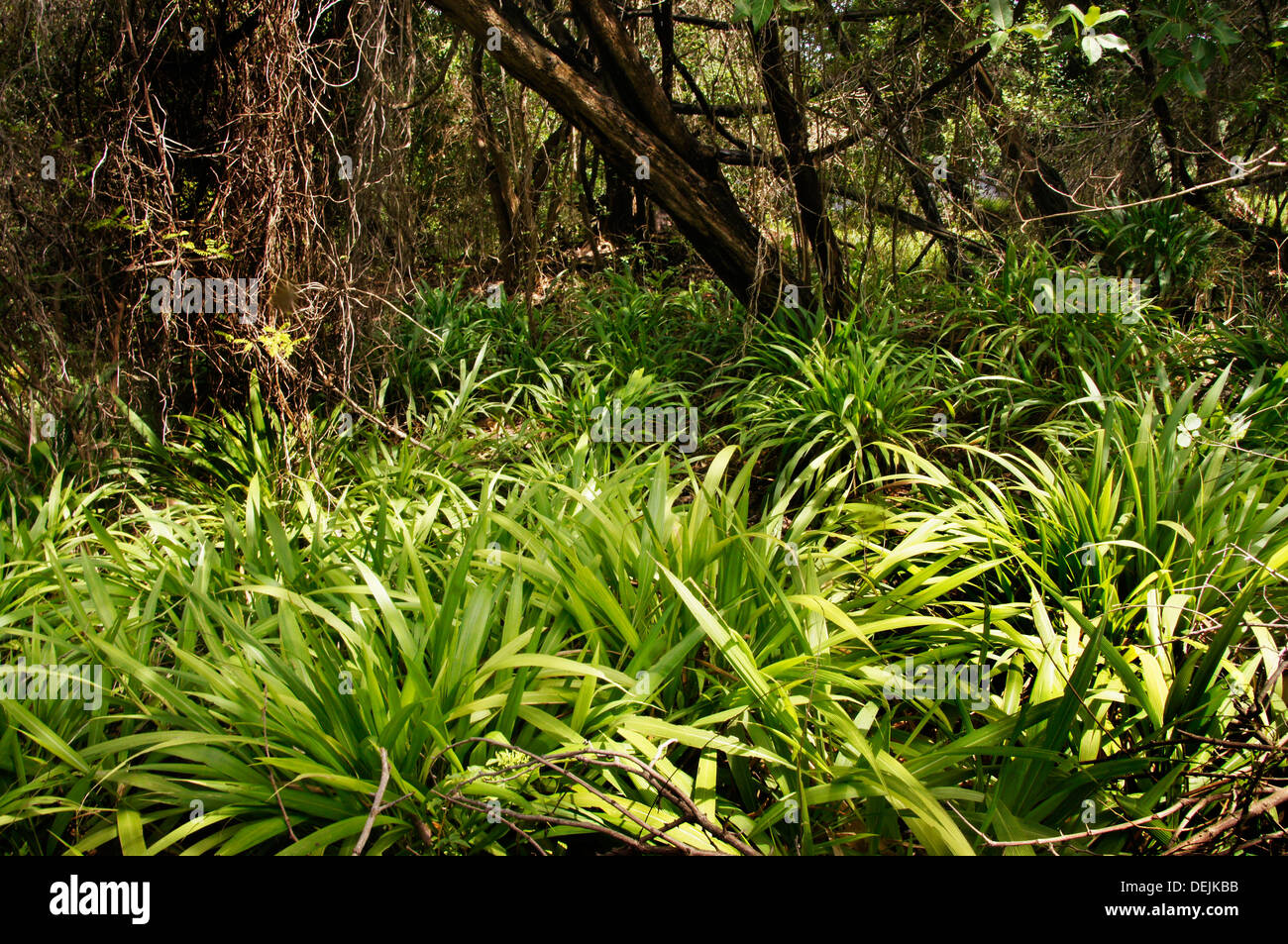 Victoria falls zimbabwe rainforest hi-res stock photography and images ...