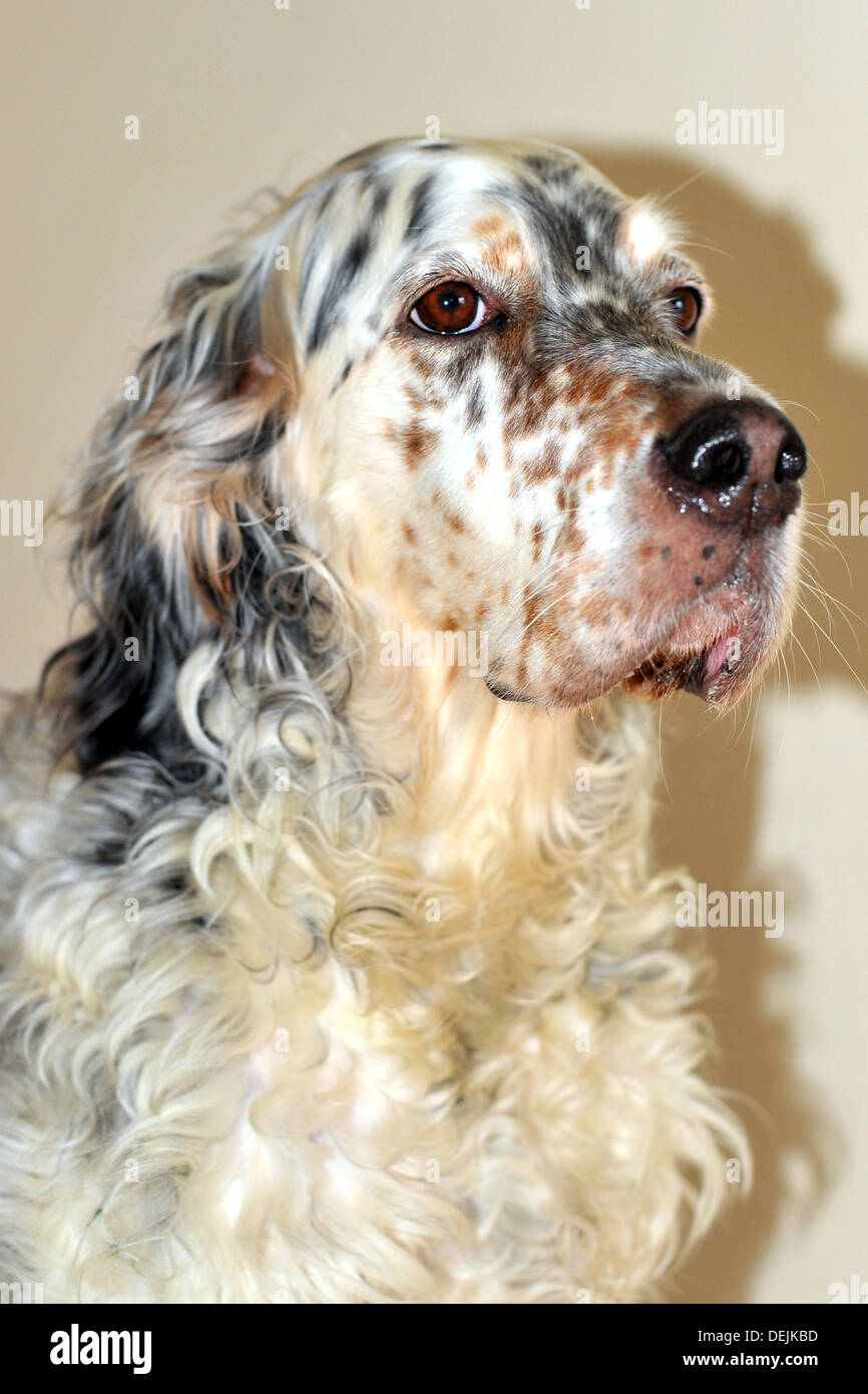An English Setter dog sitting in front of a white background Stock ...