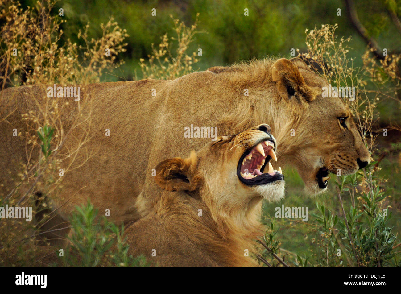 Game lady hi-res stock photography and images - Alamy