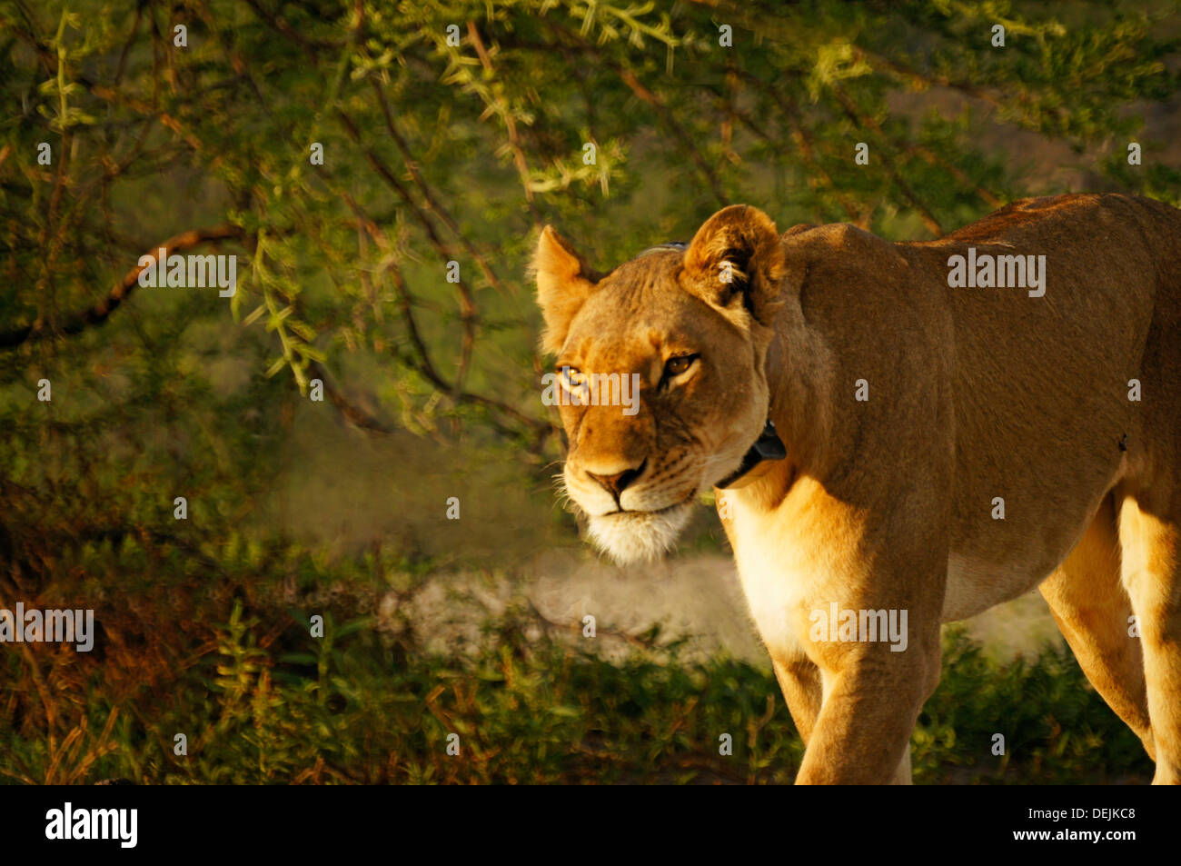 Lady lion hi-res stock photography and images - Alamy