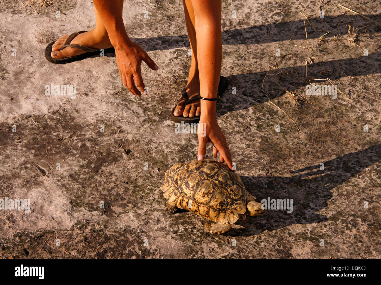 Land turtles hi-res stock photography and images - Alamy