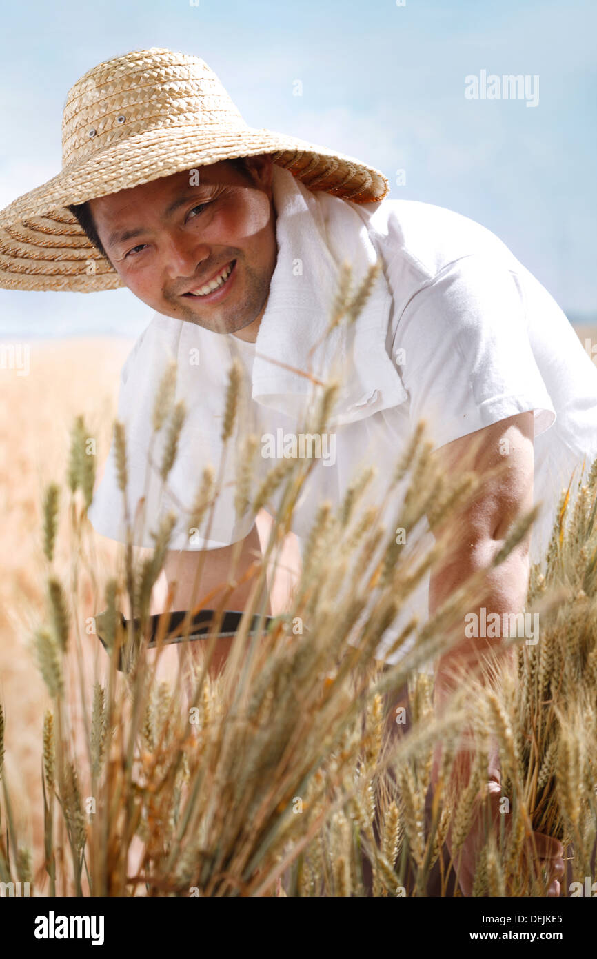 Farmer harvest wheat with sickle Stock Photo - Alamy