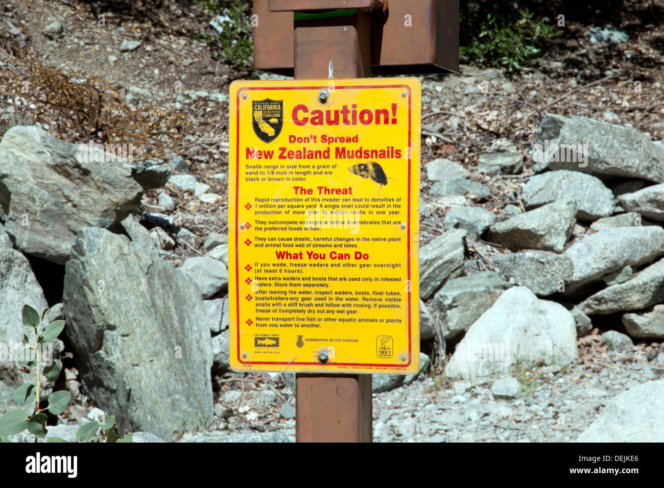 New zealand mudsnails hi-res stock photography and images - Alamy