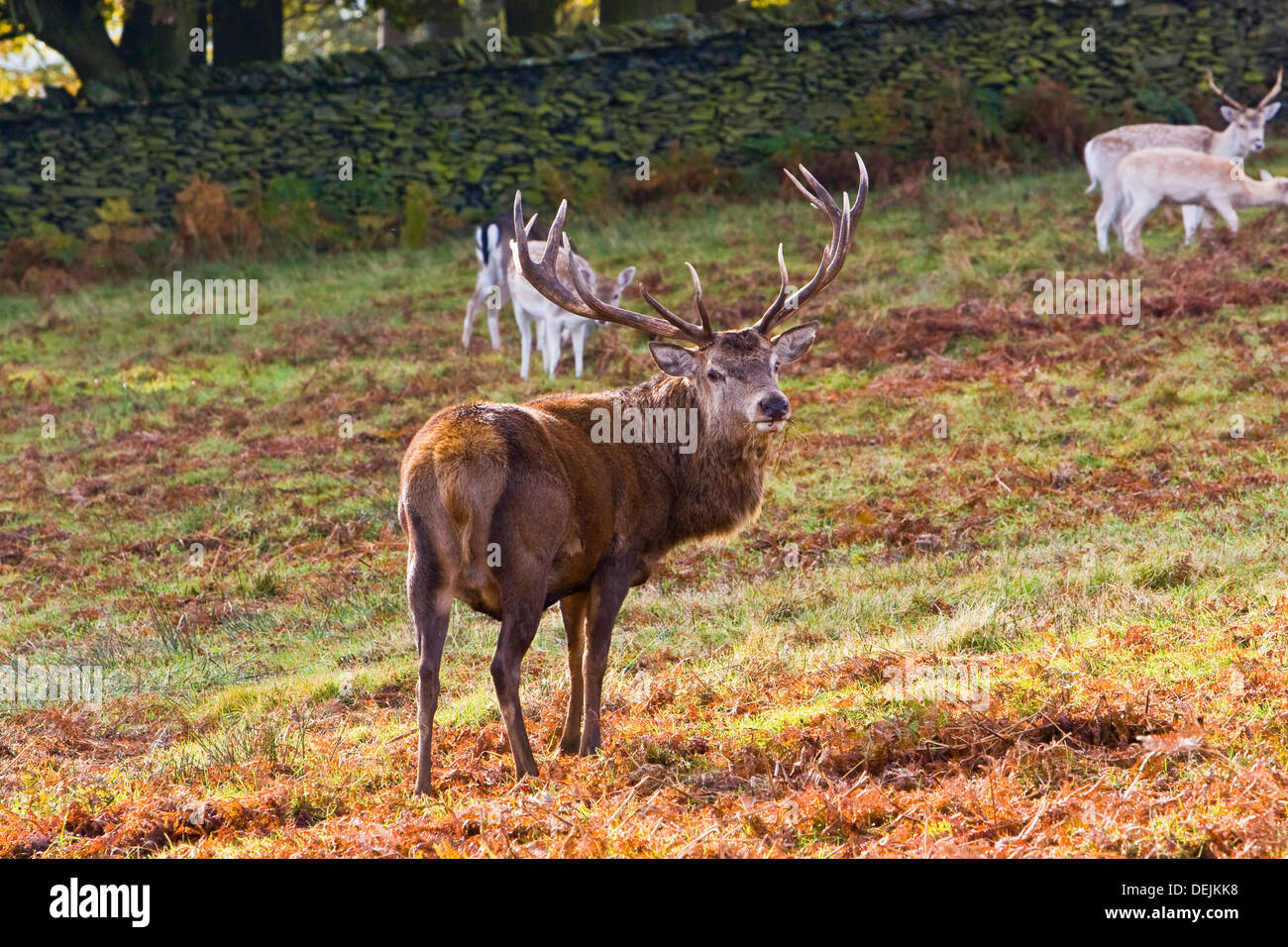 A Stag Red Deer after the rut in Bradgate Park Stock Photo - Alamy