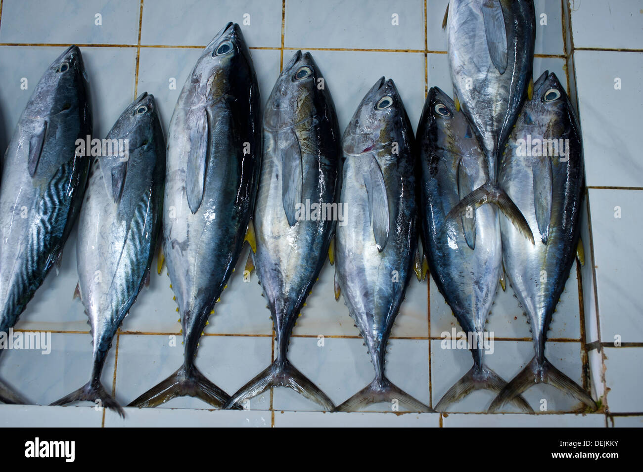 Bonito fish hi-res stock photography and images - Alamy