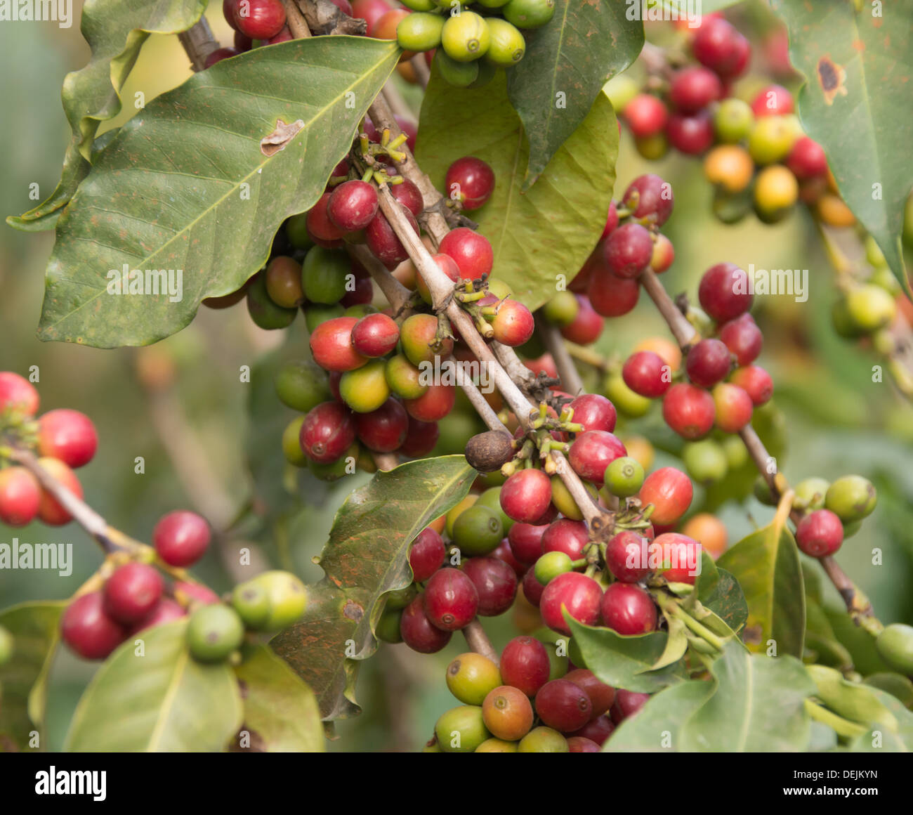 Coffee plant at Arusha Coffee Lodge, Arusha, Tanzania Stock Photo - Alamy