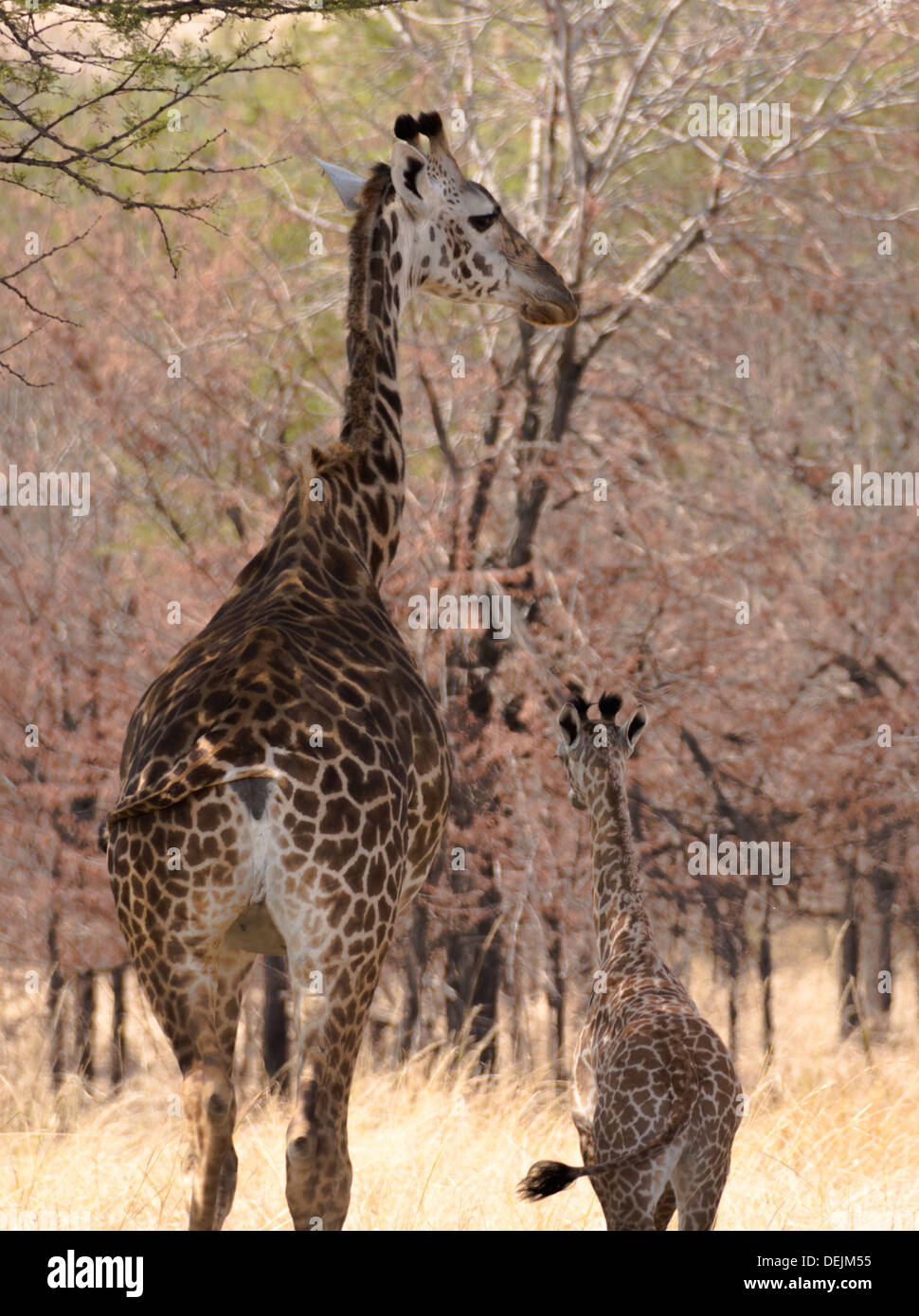 Giraffe Calf Stock Photos & Giraffe Calf Stock Images - Alamy