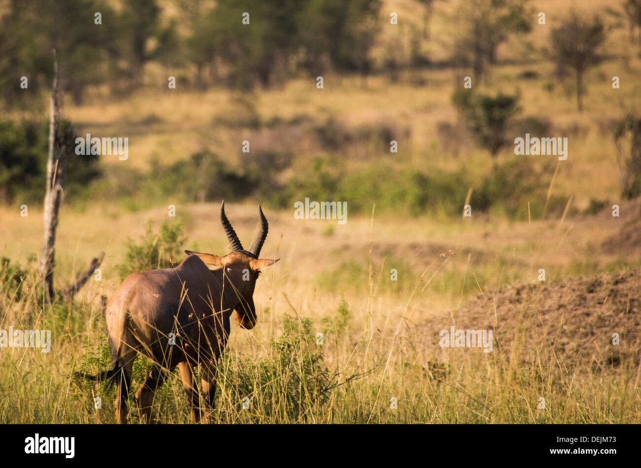 Topi in Northern Serengeti National Park, Tanzania Stock Photo - Alamy