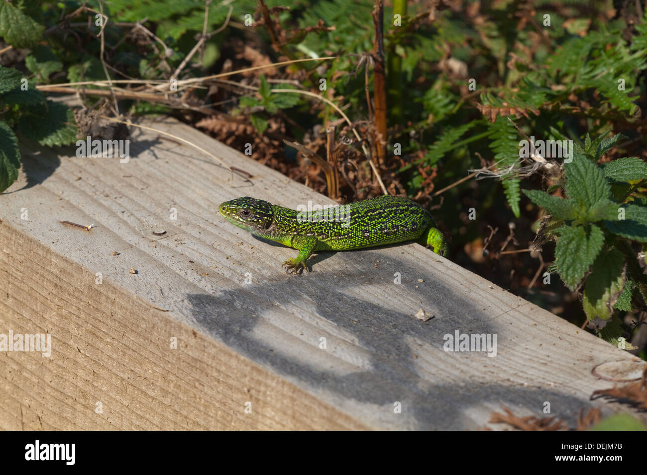 Western Green Lizard (Lacerta bilineata). Male emerging early morning ...