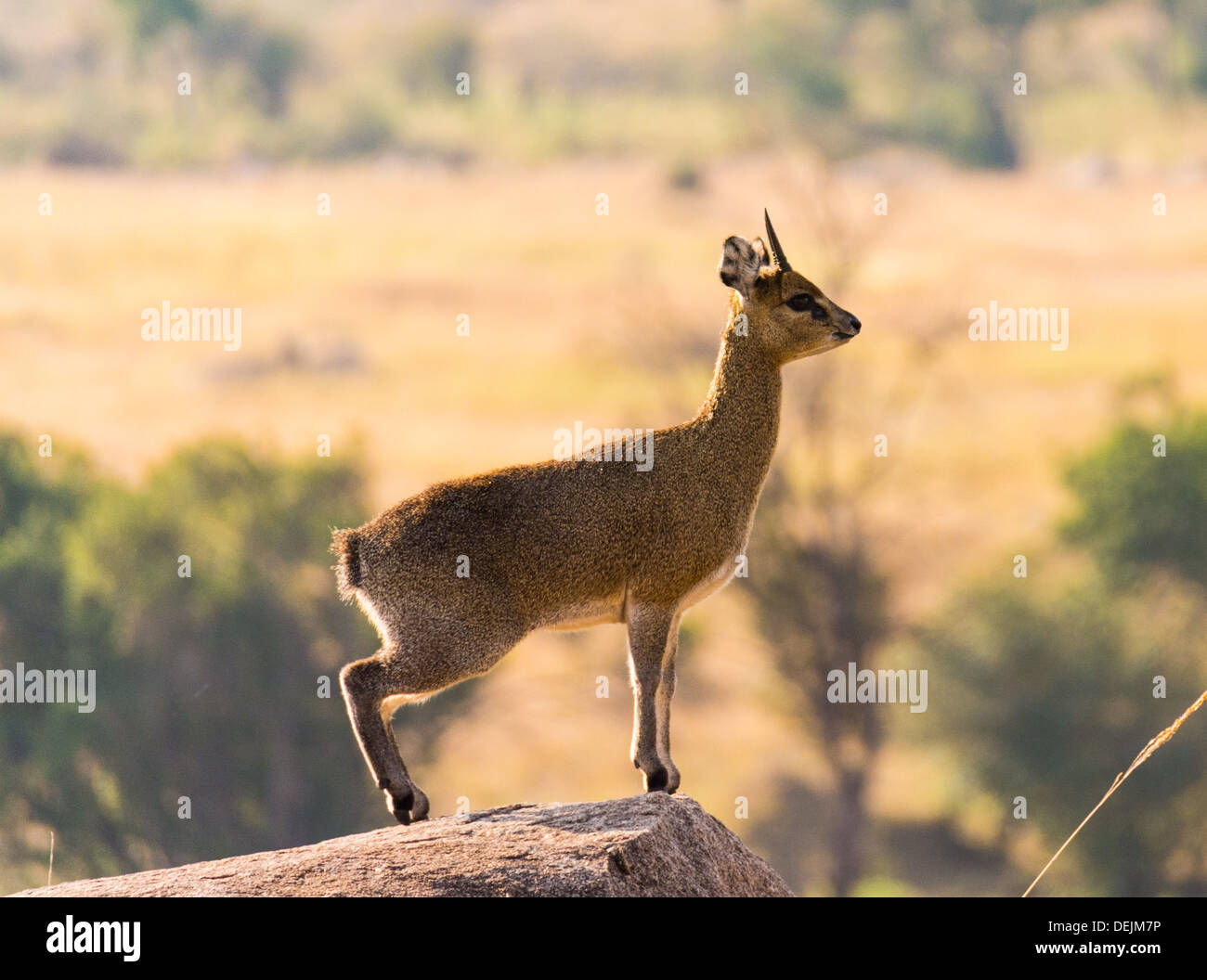 Klipspringer Standing On A Rock In Northern Serengeti National Park